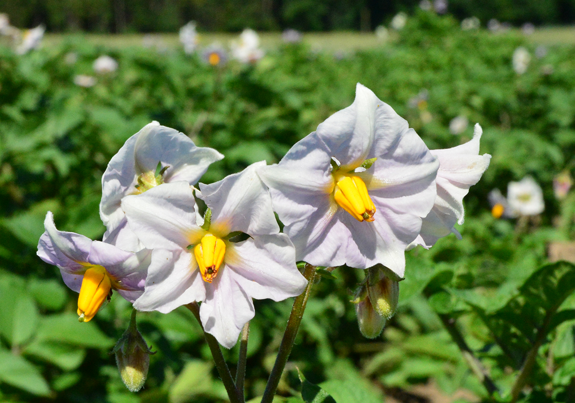 Genetically modified crops – Agronomy for Sustainable Development blog