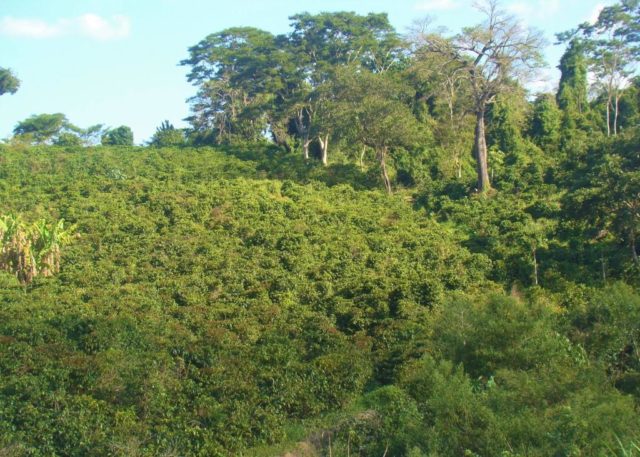 Forests aid biological control in coffee plantations – Agronomy for ...